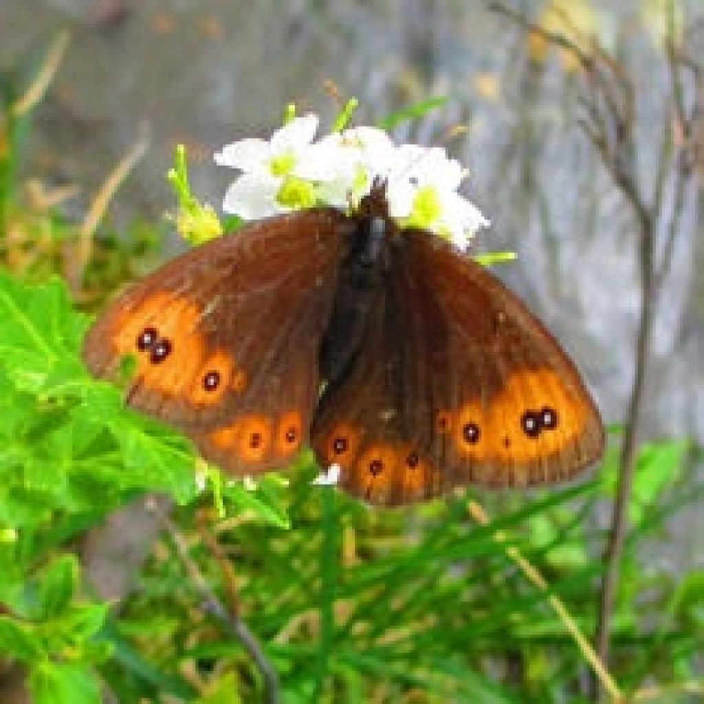 Butterflies and Mountain Wildflowers - SJMA