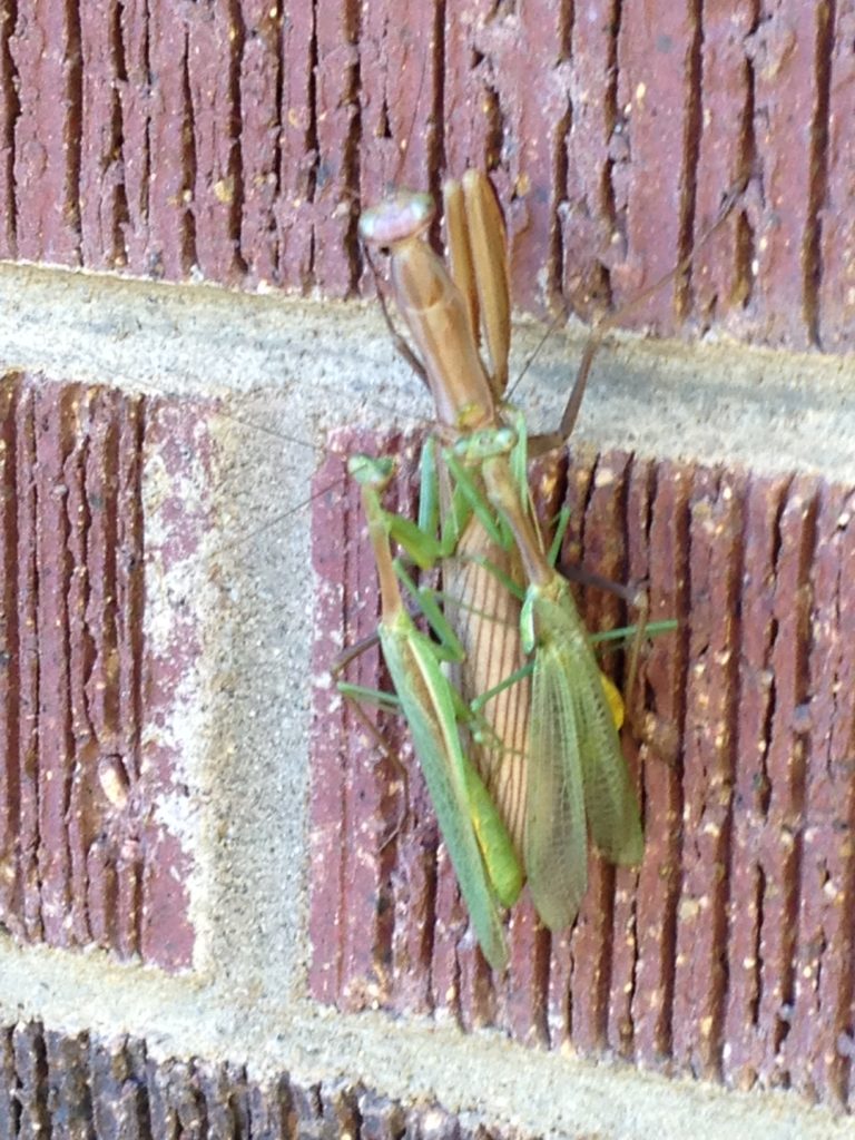 Our ‘Spiritual’ Insect Friend, the Praying Mantis - SJMA