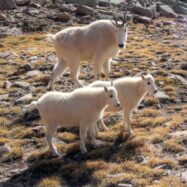Chicago Basin Backpacking, SW Colorado, Needleton Train, Needle Creek